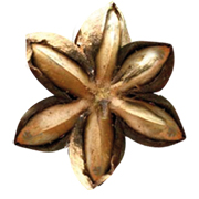 Glossary of ingredients - Néolia